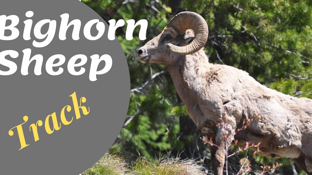 Animal Tracking for Kids | Bighorn Sheep - YouTube