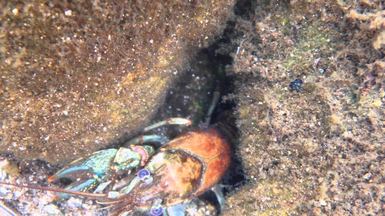 Crayfish Hiding Song - YouTube