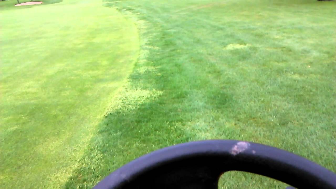 Birds chasing bugs - YouTube