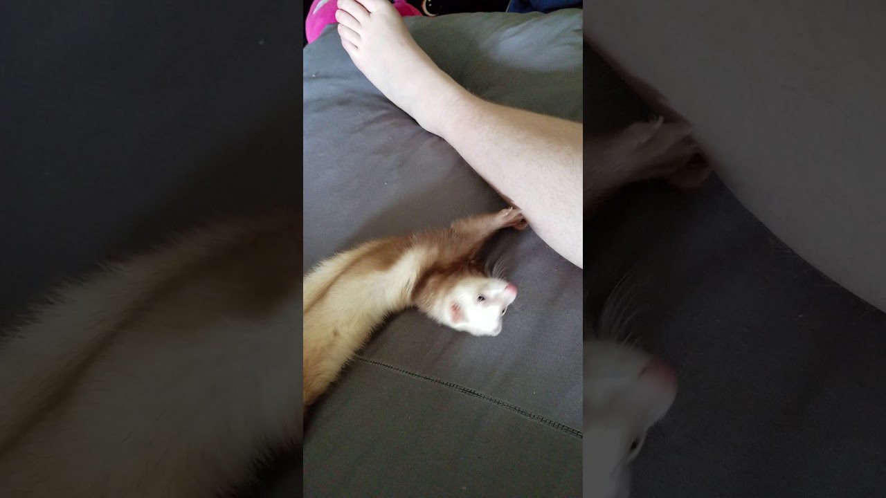 ferret licks leg - YouTube