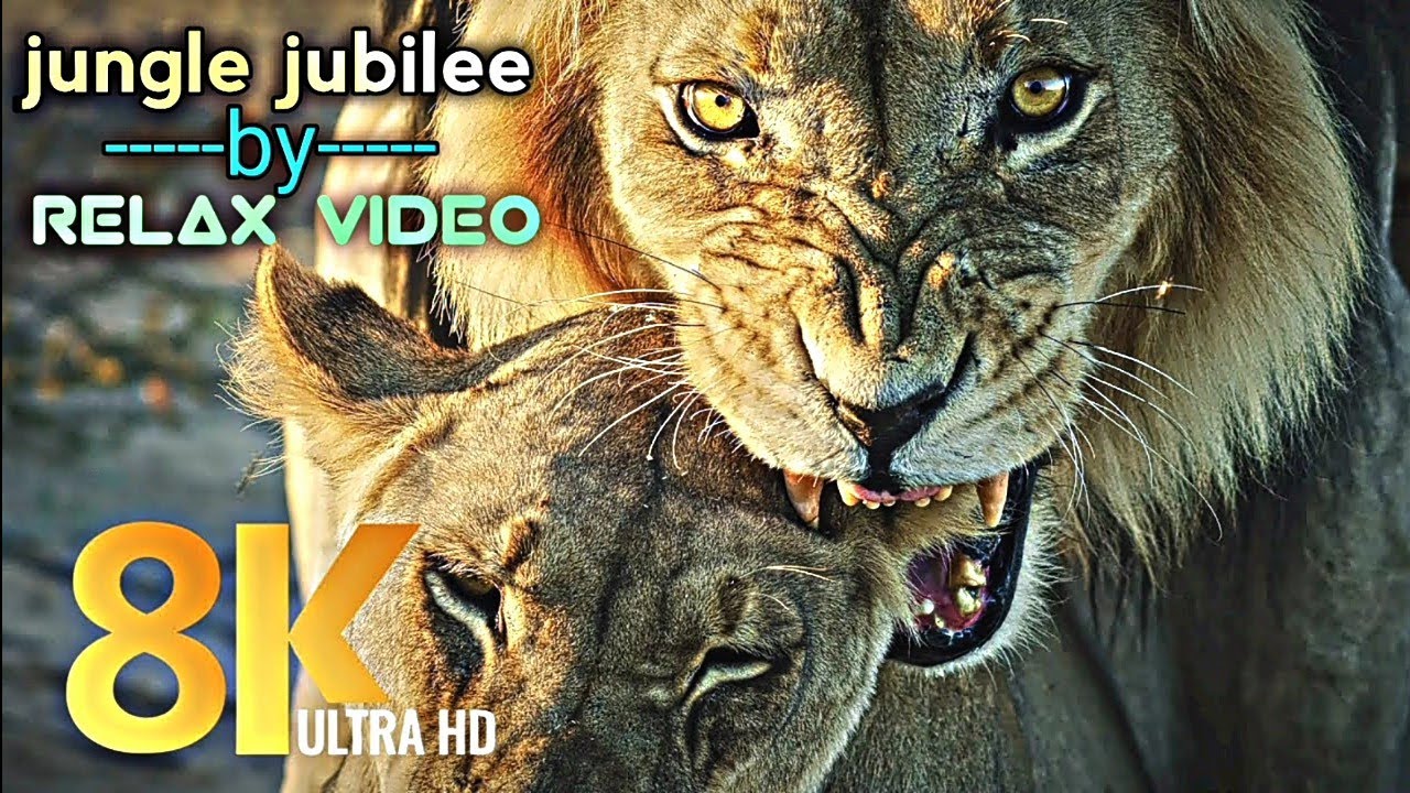 "Relaxing Moments of Animals in Nature | Soothing Animal Videos for ...