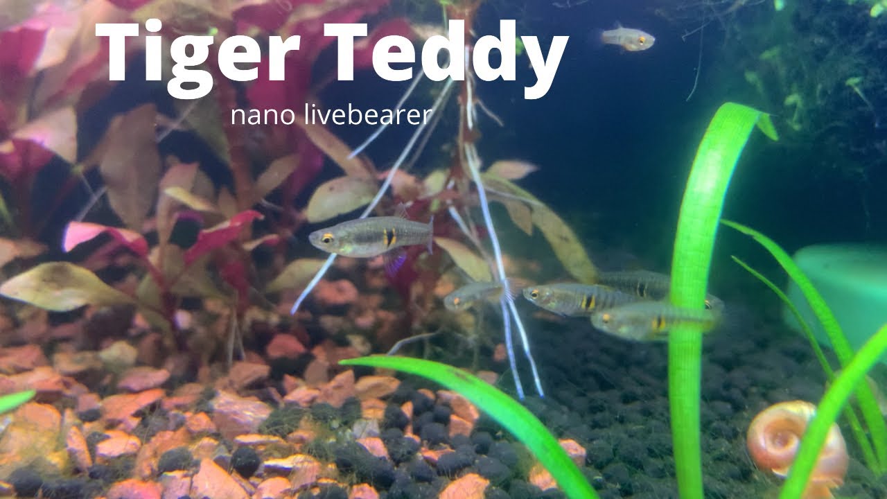 Tiger Teddies: how I care for these awesome little live bearers - YouTube