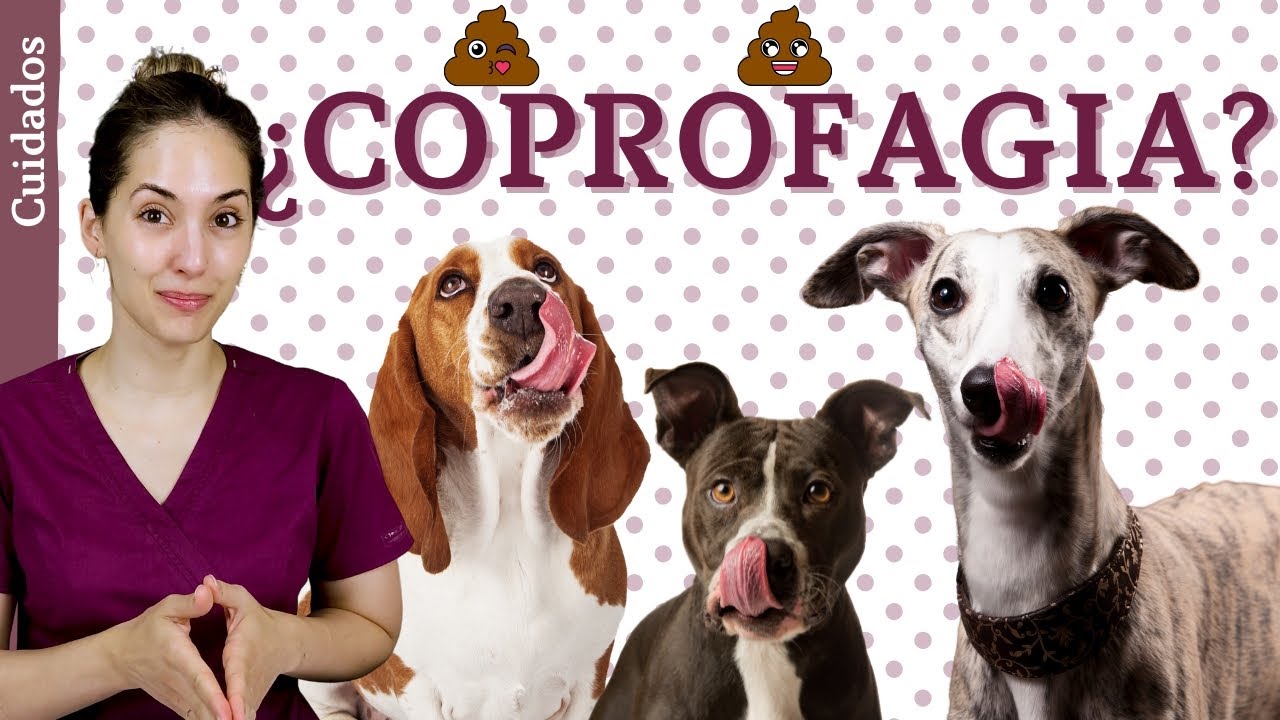 COPROFAGIA | ¿Por qué lo hace? | ¿SOLUCIÓN? - YouTube