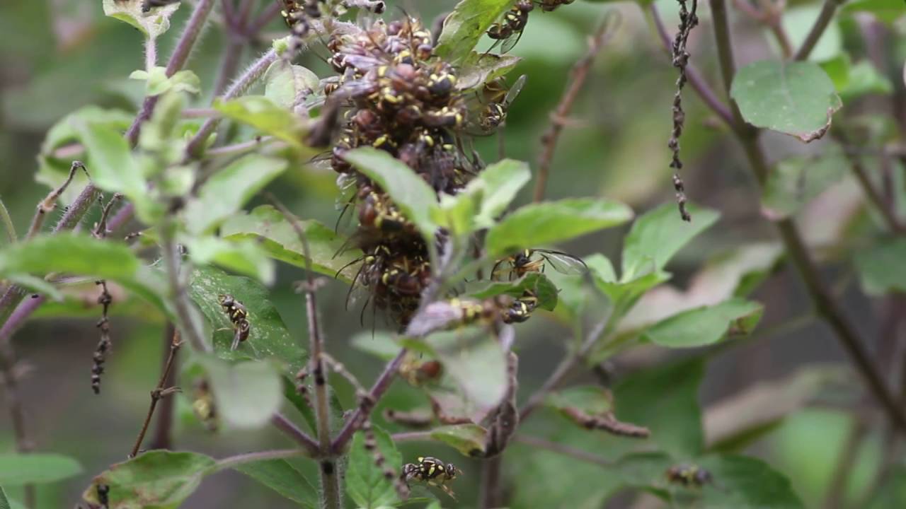 Putka - Stingless Bees - YouTube