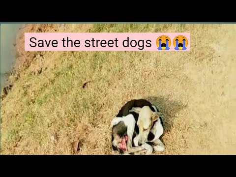 save the dogs😭😭 - YouTube