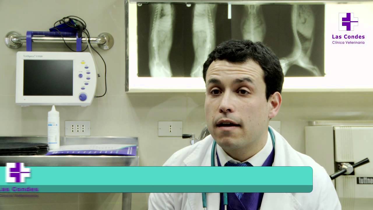 Clínica Veterinaria Las Condes - YouTube