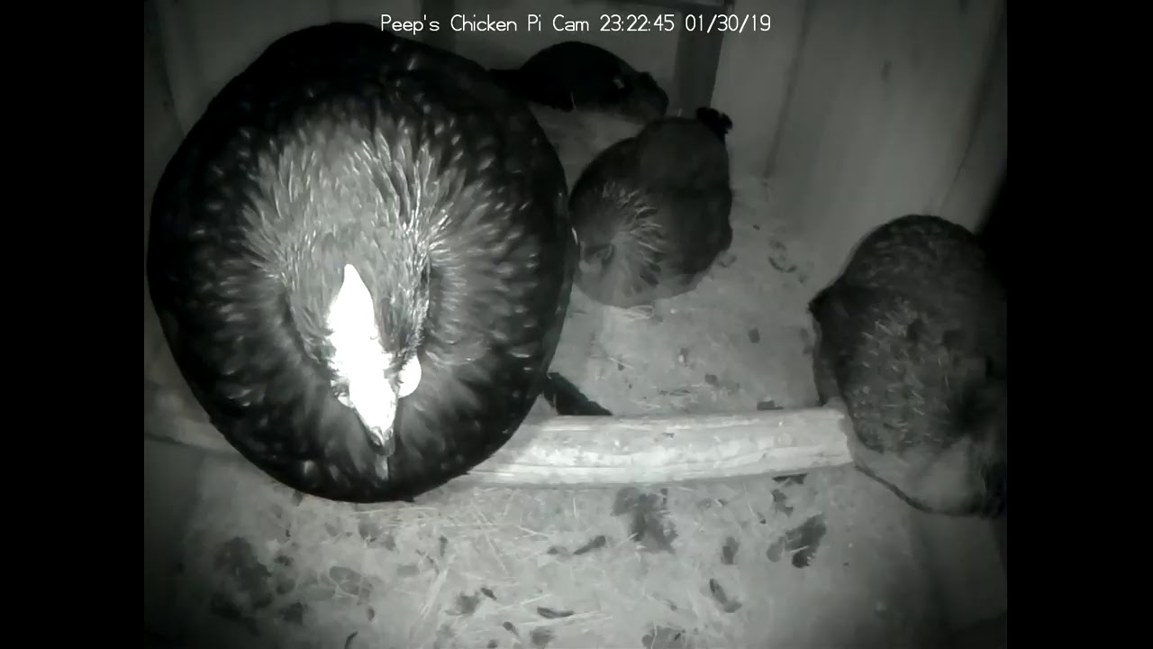 Peep's Chicken Pi Cam Live Stream - YouTube