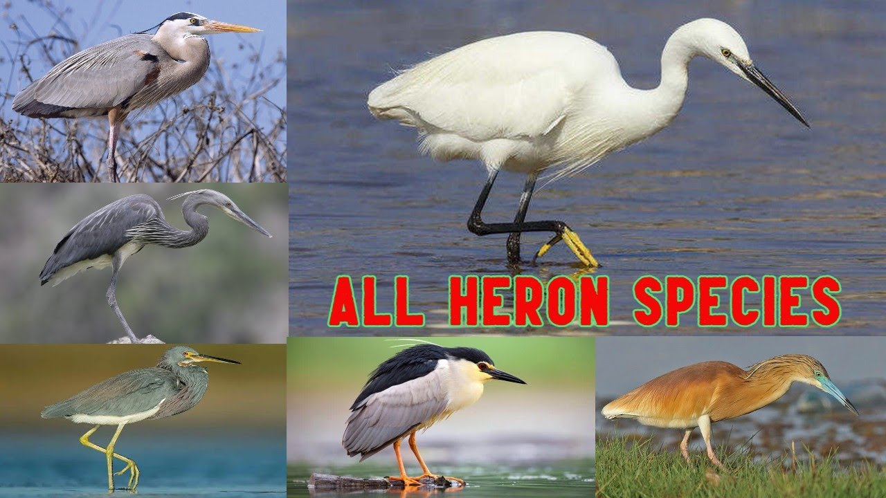 All Heron species in the world with sound effect - YouTube