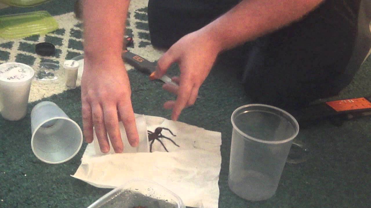 Net Bug Review Xenesthis Intermedia (Amazon Blue Bloom) 100% - YouTube