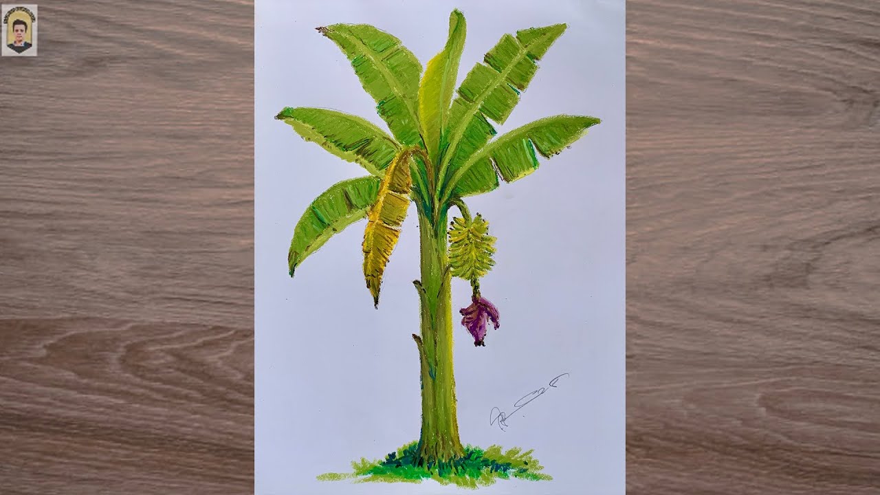 Easy banana tree drawing with soft oil pastel color | banana tree art ...