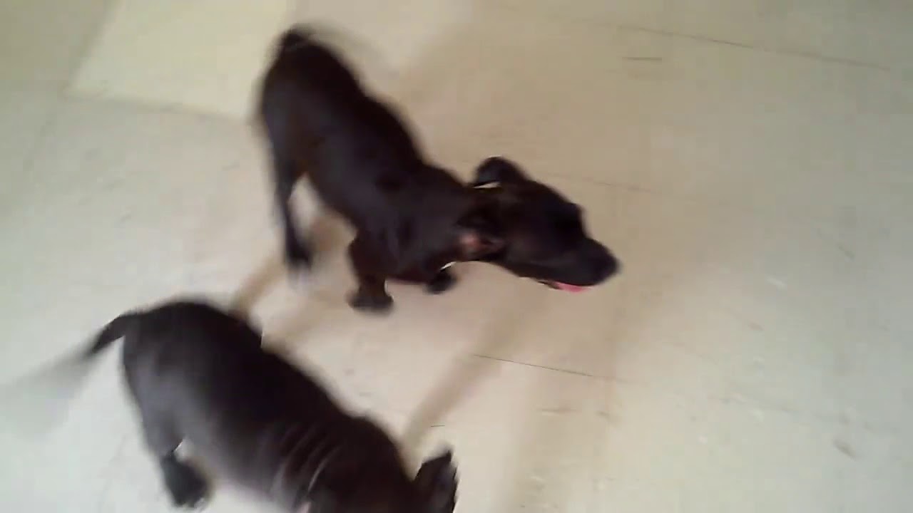 Pat Miller These are the two pups Trying to find the - YouTube