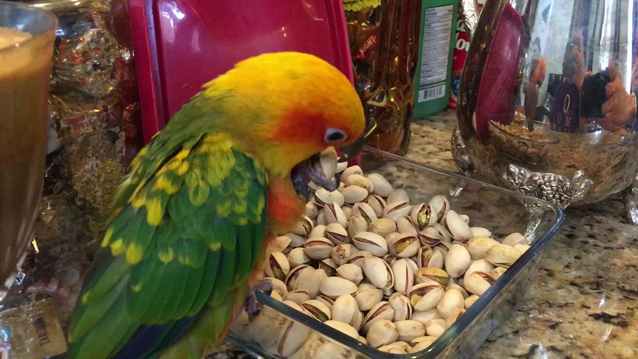 Coco Mango my bird eating Pistachios - YouTube