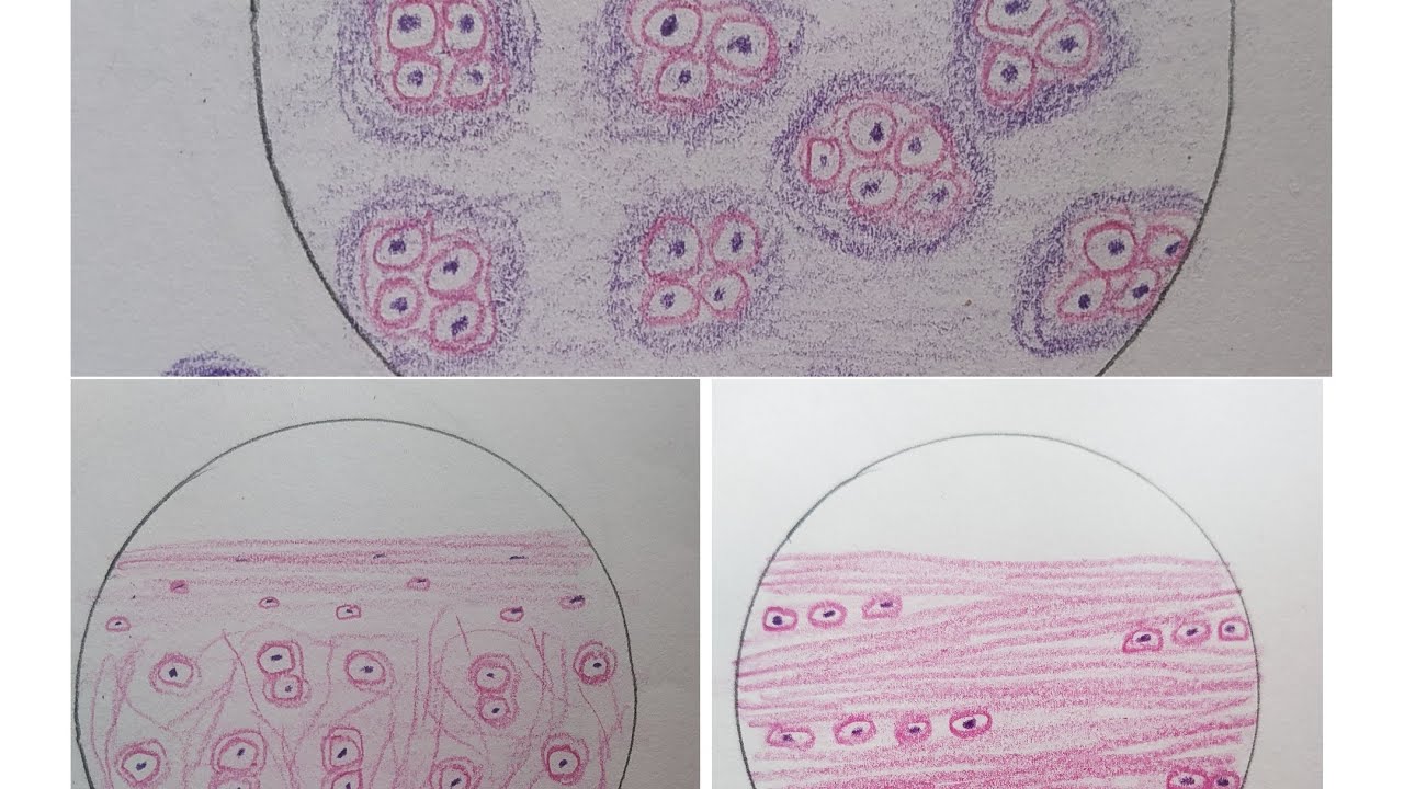 Histology of Cartilage - step by step drawing with brief description ...