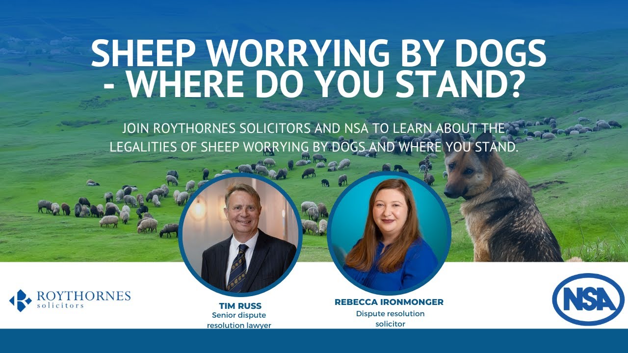 Roythornes webinar: Sheep worrying by dogs - where do you stand? - YouTube