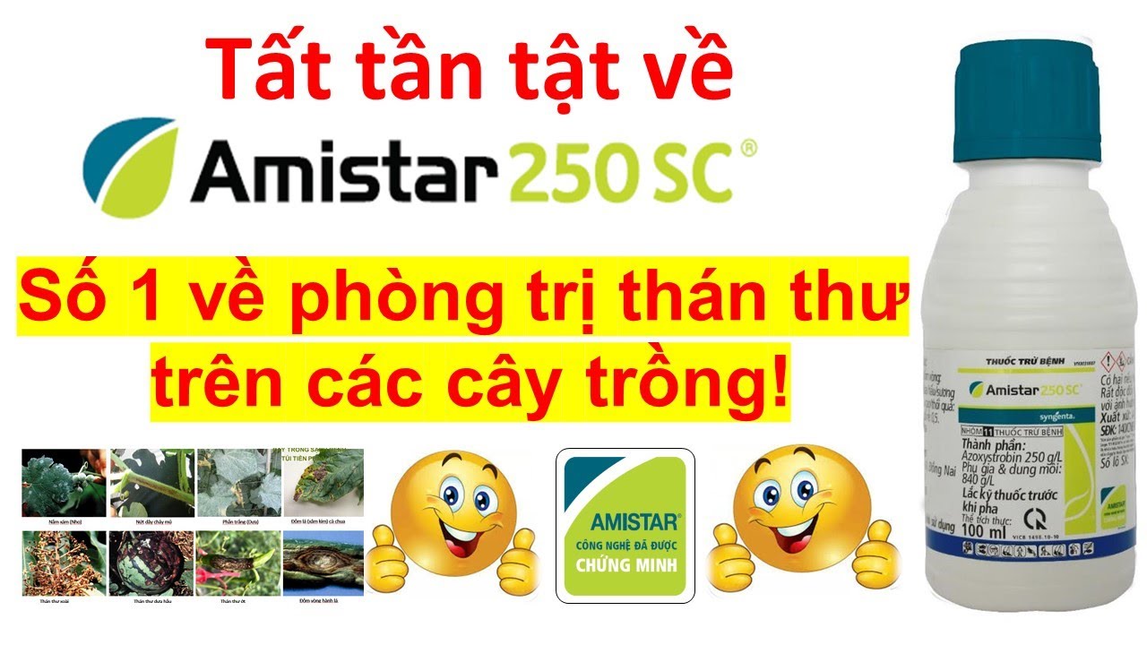 Trị bệnh thán thư trên cây trồng hiệu quả bằng Amistar 250SC Syngenta ...