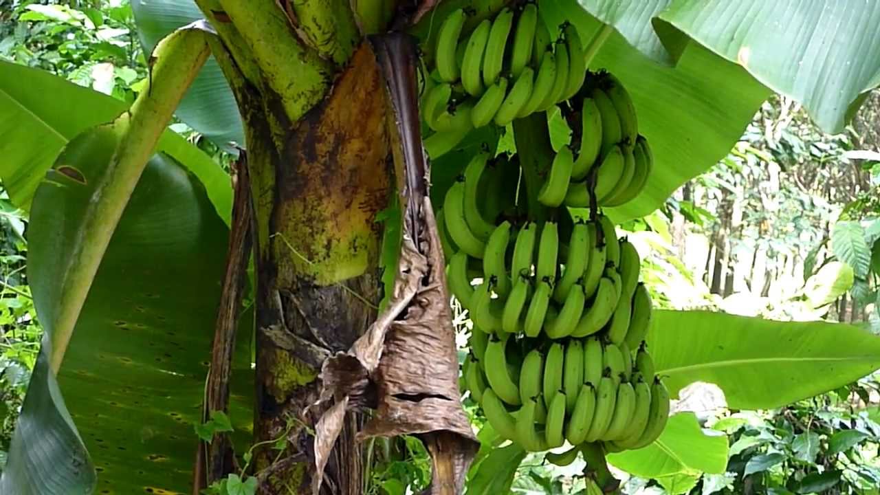 Banana 🍌Plant - Robusta - YouTube