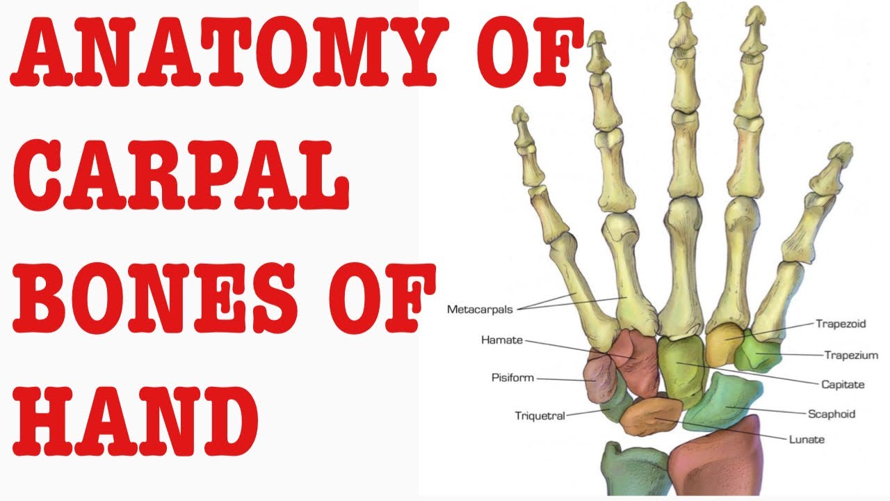 ANATOMY: CARPAL BONES OF THE HAND MADE SUPER EASY! D&N Medical Series ...