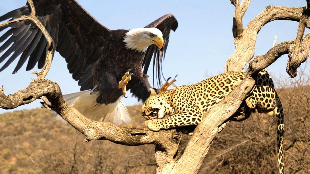 Pitiful! Leopard Risked His Life To Steal A Poor Baby Eagle From A Tree ...