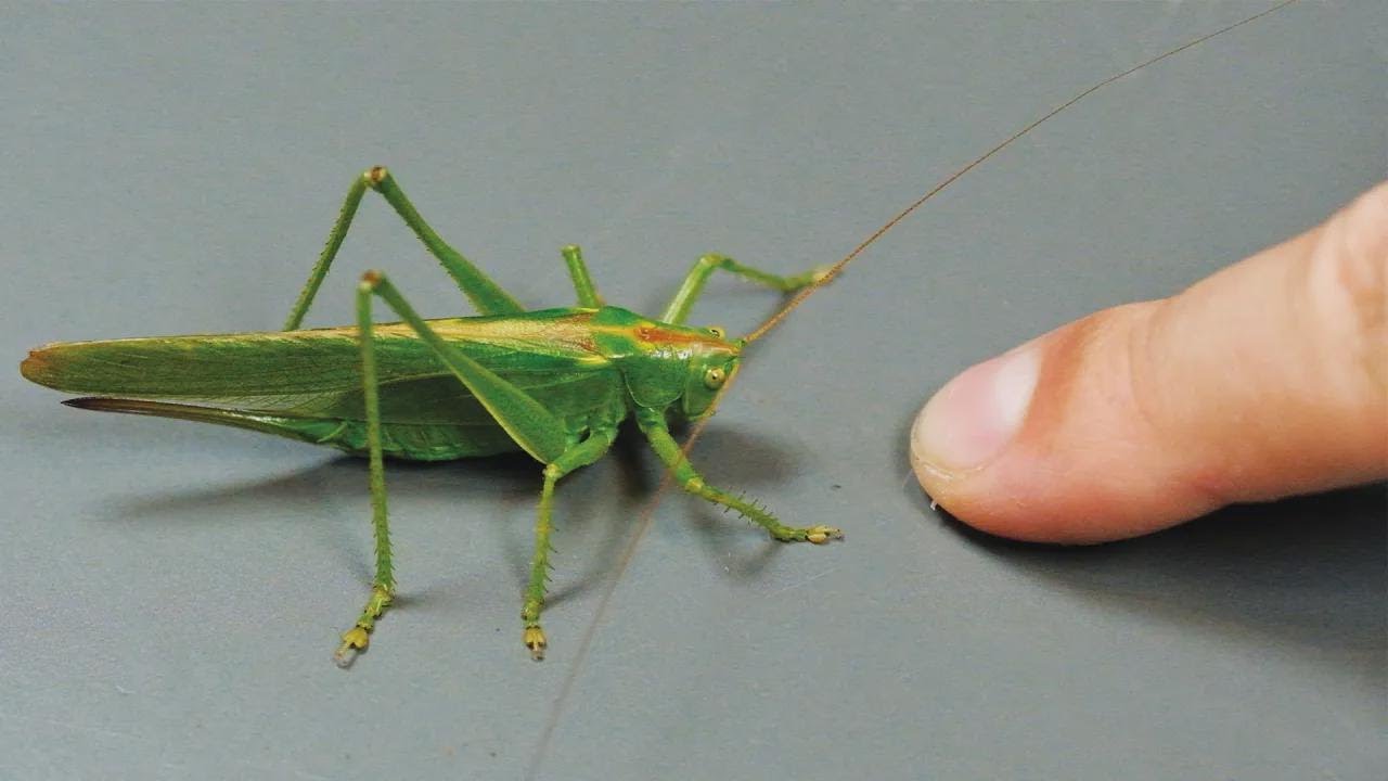 Grasshoppers: Do They Bite? Facts vs. Myths - YouTube
