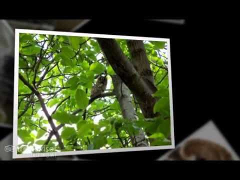 Macedonian Owl Trust klip.mp4