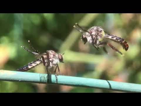 Robberfly mating dance