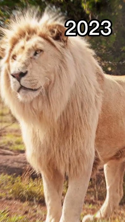 white lion vs 5000 bce white lion #trending #viral #2023 #shortvideo # ...