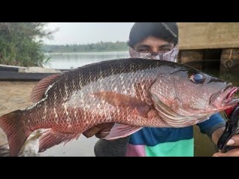 Fish cutting Video Fish skills Keshod market Fish name Red dhamil 🐟🐟 ...
