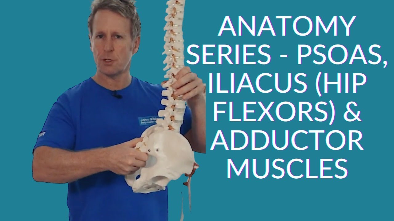 Anatomy & Function of the Psoas, Iliacus (Hip Flexors) & Adductor ...