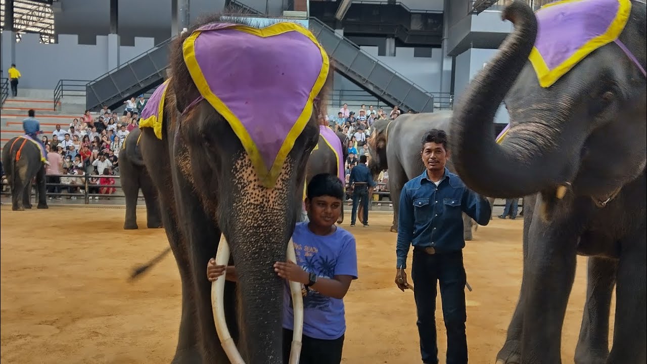 Elephant Show in Pattaya Nongnooch Garden - YouTube