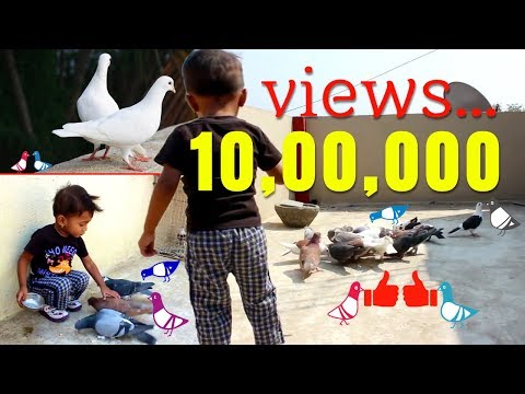 1 year small baby playing with pigeon !! The SNAP Boys Fun