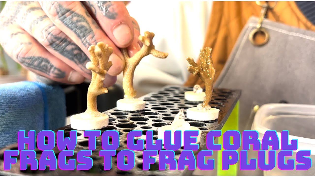 How to Glue Coral Frags to Frag Plugs - YouTube