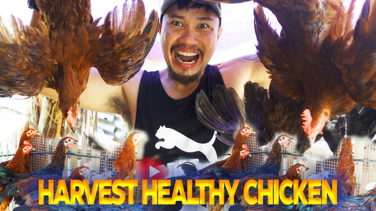 poultry farming Grow and harvest Chickens in our backyard | Cebu farm ...