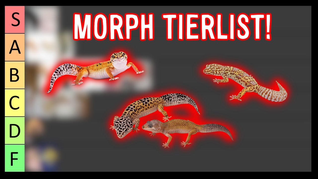 My NEW Leopard Gecko Morph Tier List and Guide! - YouTube