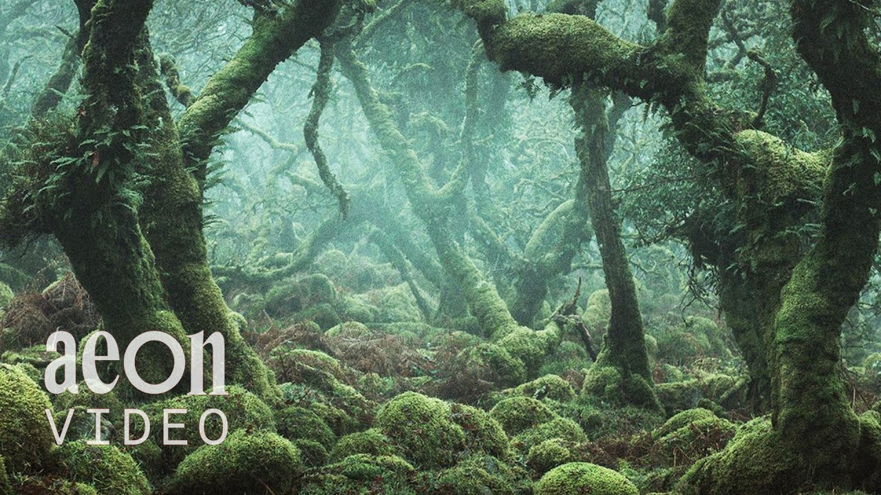 Cultivating regenerative growth in English woodlands | Time Travel in ...