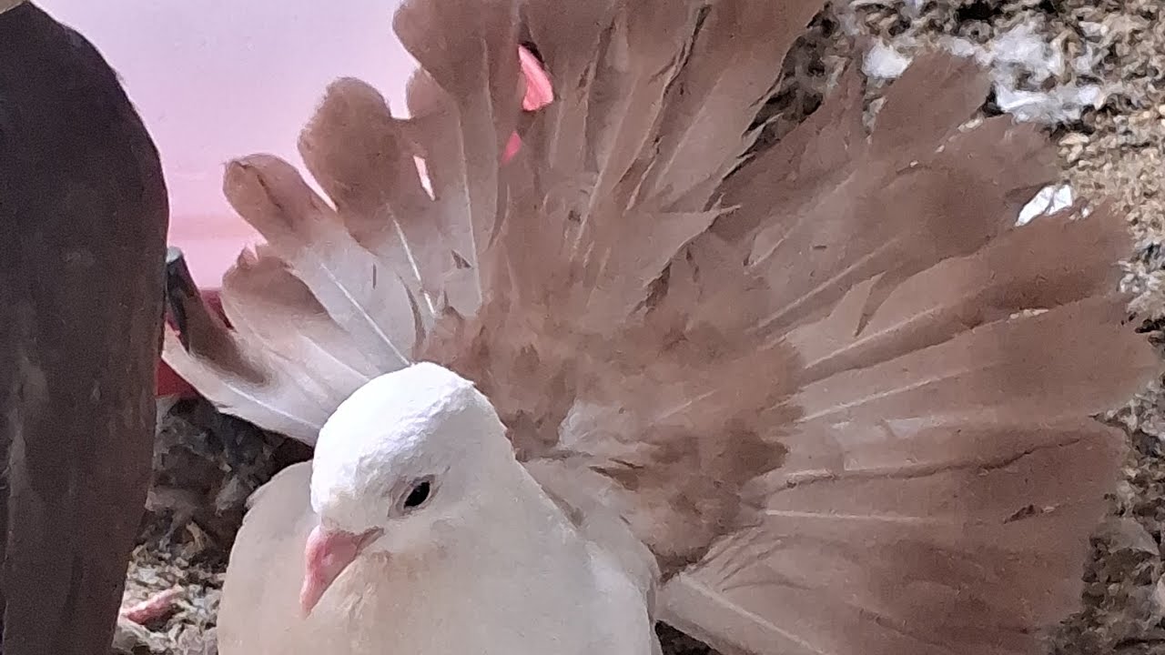 American Fantail, Indian Fantail, Yellow tailmark sale in Lucknow ...