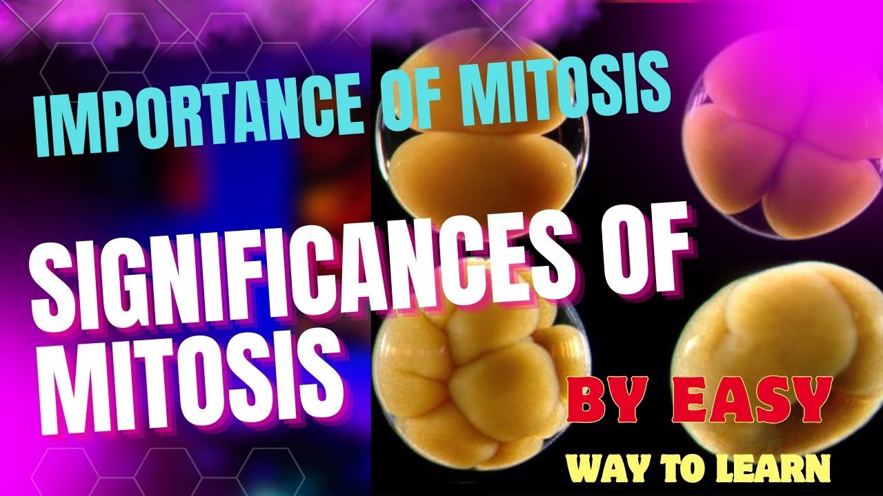 Significances of mitosis|importance of mitosis|Significance of mitosis ...