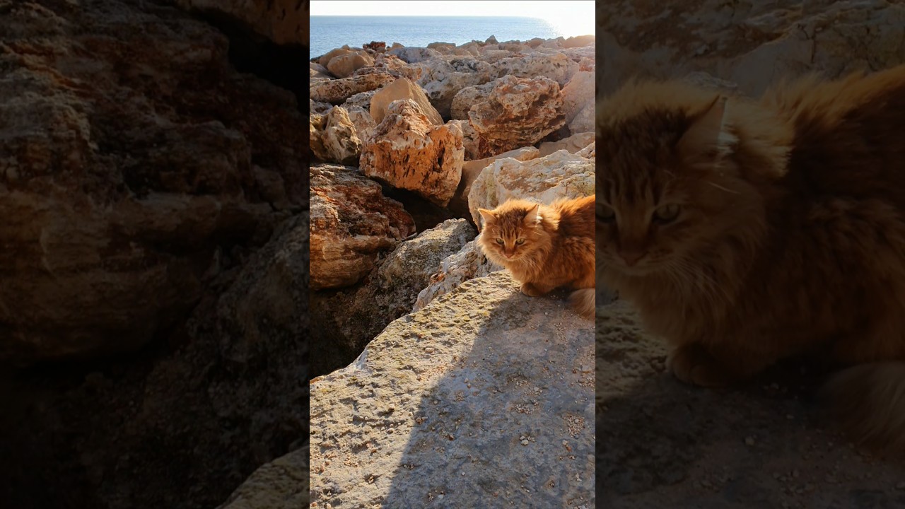 Orange Mewing Cats By The Sea #shorts #orangecat #mewing - YouTube
