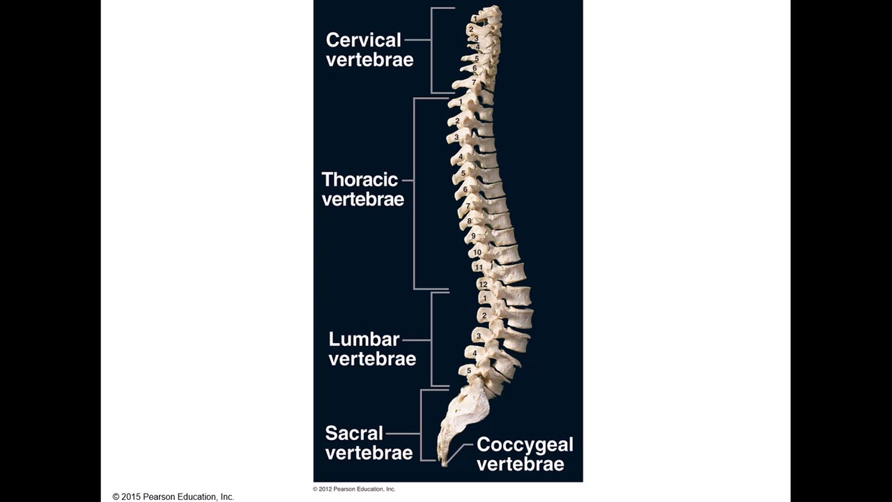PowerPoint Vertebral Column Anatomy - YouTube