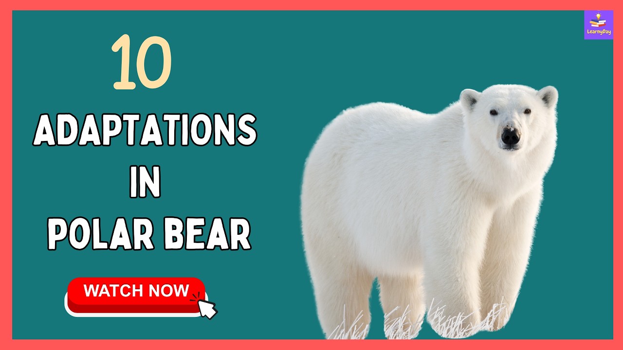 Polar Bears And Their Adaptations