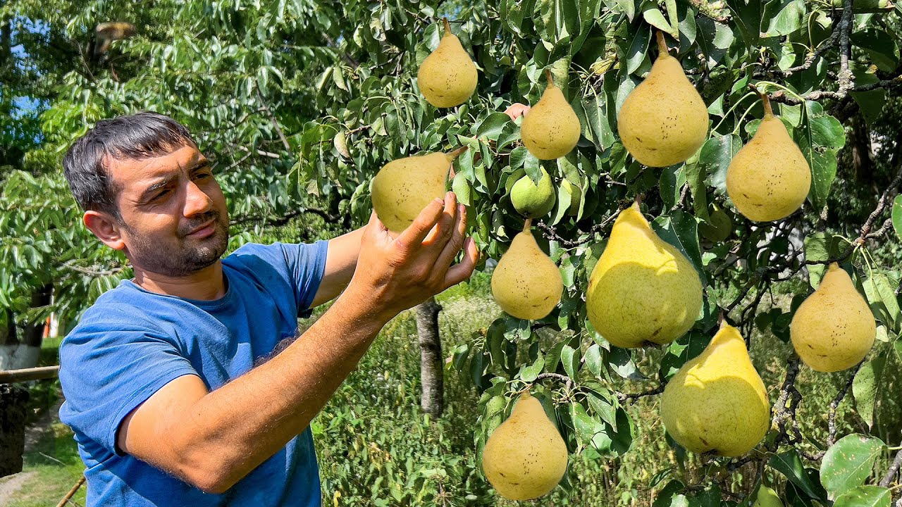PEAR HARVESTING IN THE VILLAGE! GRANDMA COOKING HEALTHY FOOD | PEAR JAM ...