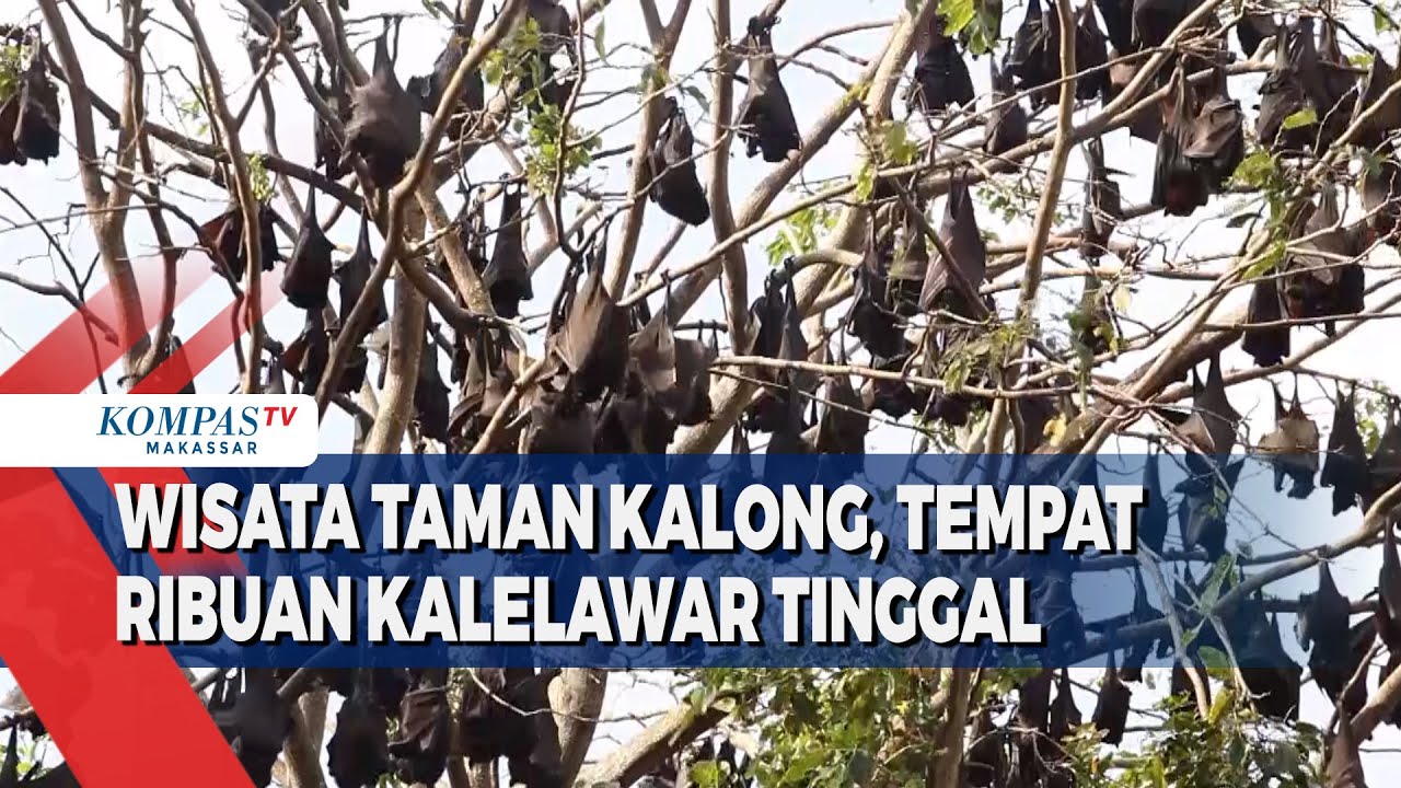 Wisata Taman Kalong, Tempat Ribuan Kalelawar Tinggal - YouTube