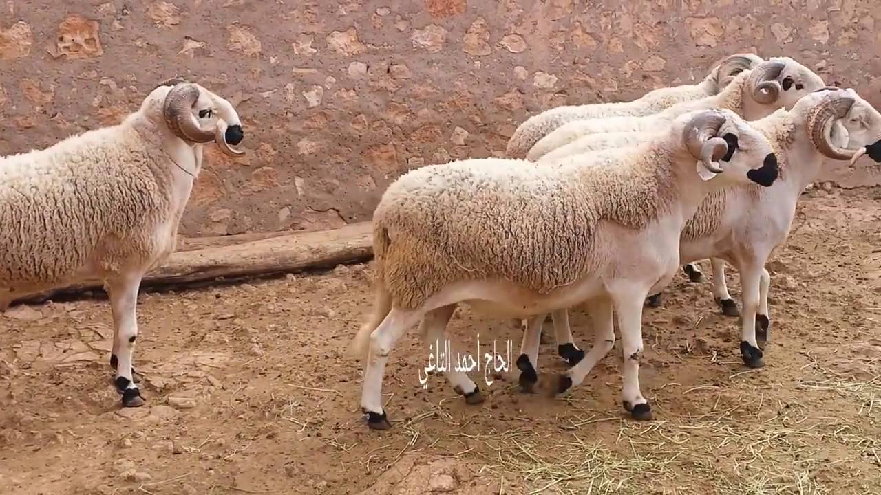 3id al adha hawli sardi / simo - YouTube