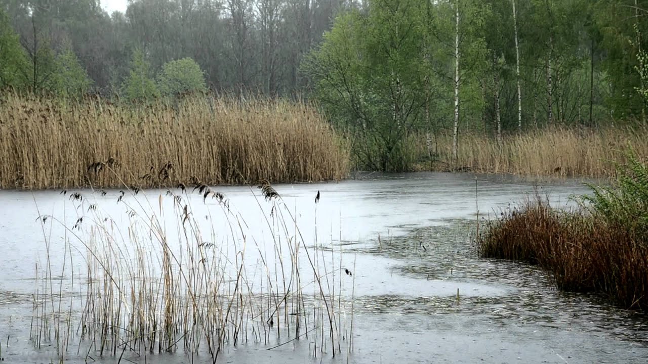 Relaxing Nature Music Rain Temporal Nature Reserve in Sweden - YouTube