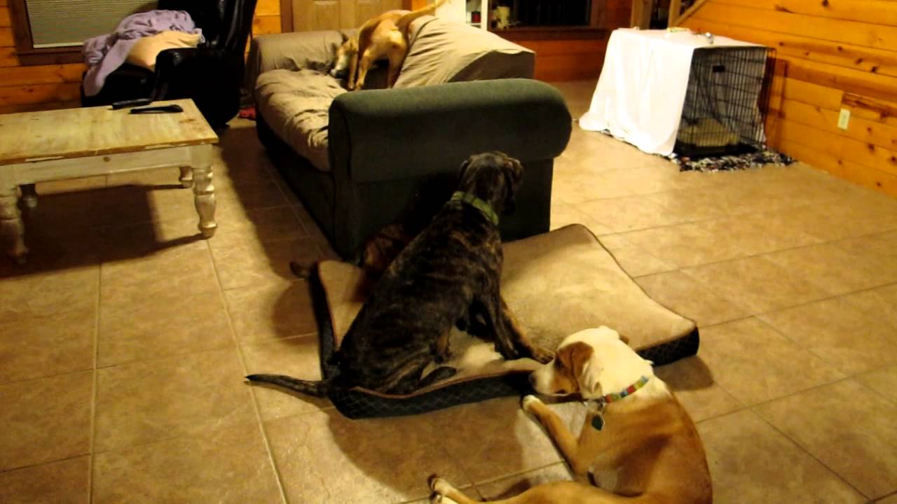 Goobersmooches Being Goobersmooches - YouTube