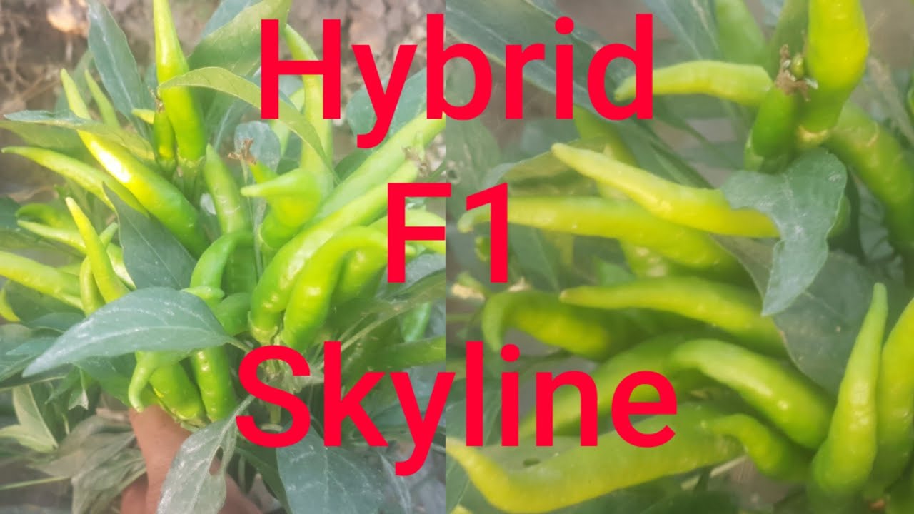 Hybrid 0F1 Skyline Chilli | F1 Skyline Chilli - YouTube