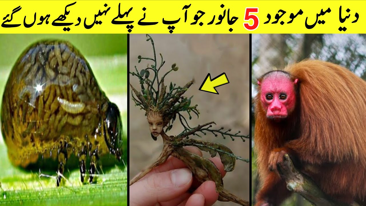 5 Most Rare And Unique Animals In the World | دنیا کے سب سے انوکھے ...