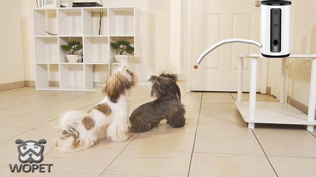 How to connect with your pet while you're away || WOpet - YouTube
