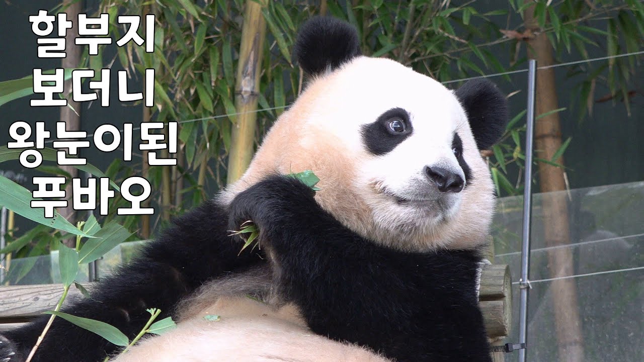 에버랜드 판다 야외방사장에서 냠냠하다가 작은 할부지 보고 왕눈이된 푸바오 어부바 나무에서 내려와 새 대나무 왜 안주시냐며 할부지 찾는 푸바오 야외방사장 나가는