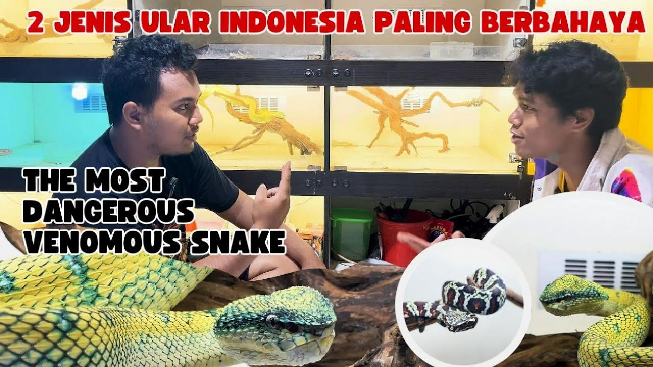 Jenis Ular Berbisa di Indonesia | Tropidolaemus Family - YouTube