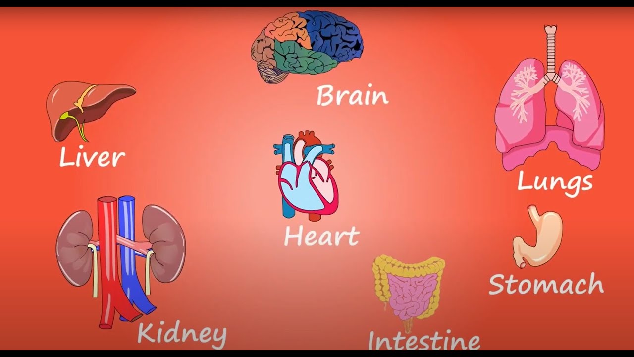 Human Body Organs | 3D Animation #science #nature #humanbody - YouTube